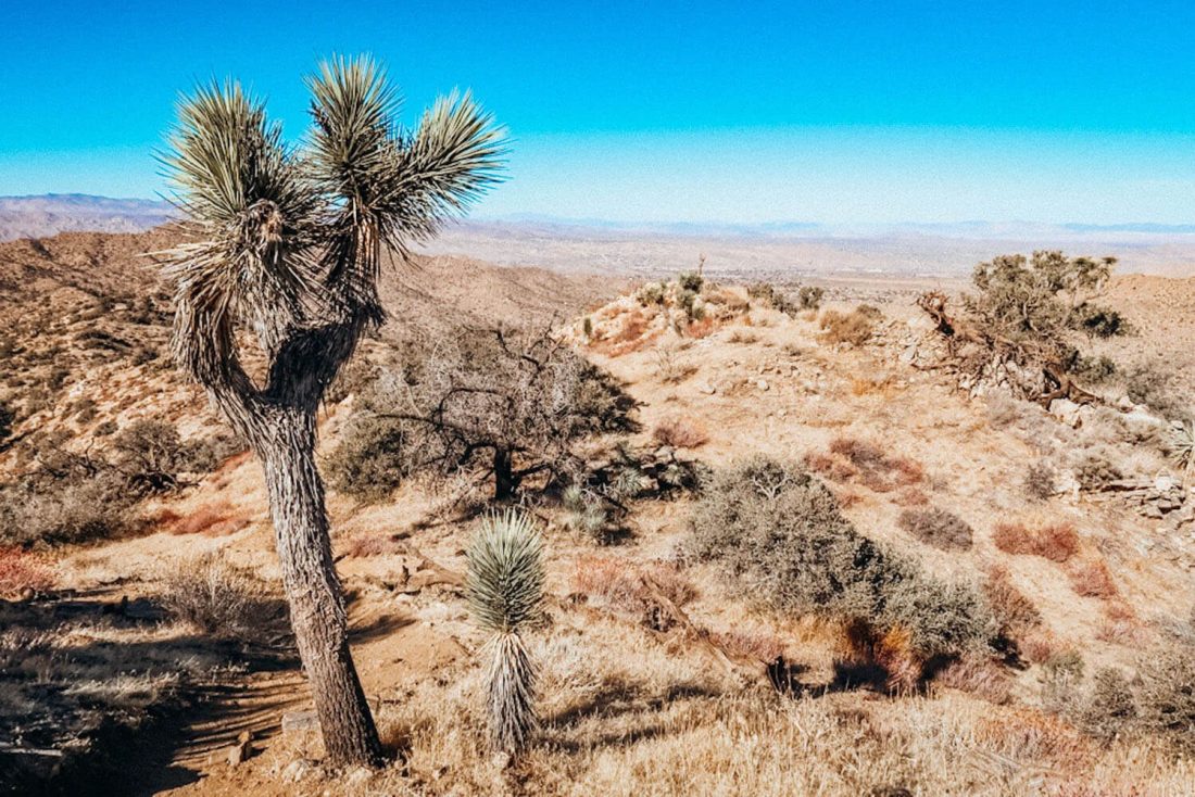 The Ultimate Guide to Joshua Tree National Park and Nearby Towns ...